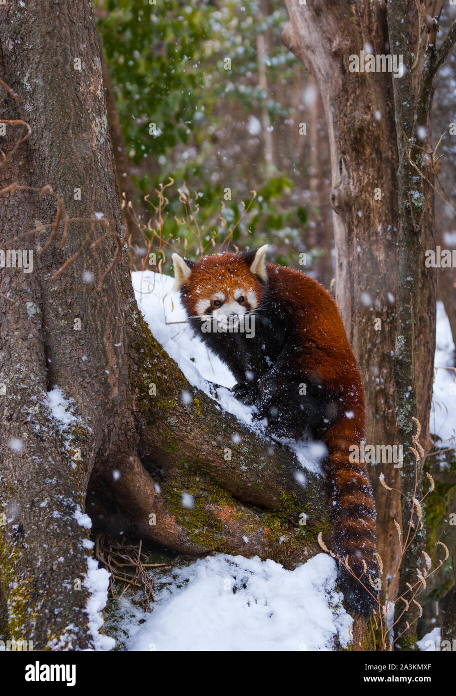 Red panda ailurus fulgens called hi-res stock photography and images ...