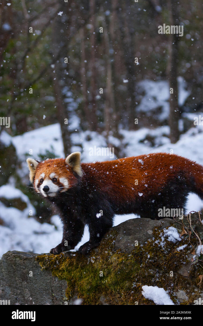Red panda (Ailurus fulgens), also called lesser panda, red bear-cat ...