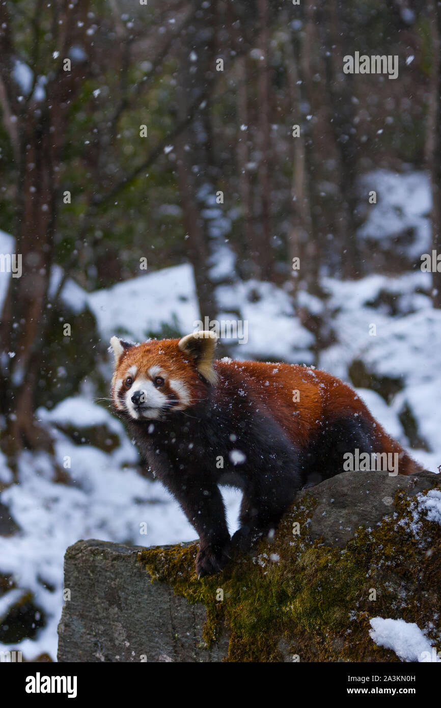 Red panda (Ailurus fulgens), also called lesser panda, red bear-cat ...