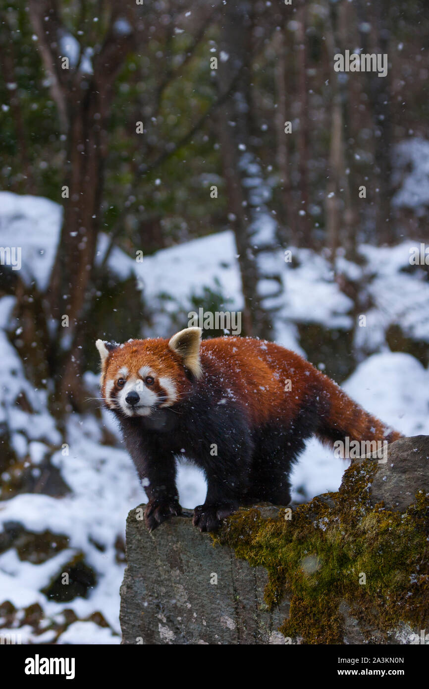 Red panda (Ailurus fulgens), also called lesser panda, red bear-cat ...