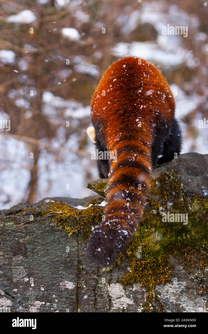 Red panda (Ailurus fulgens), also called lesser panda, red bear-cat ...