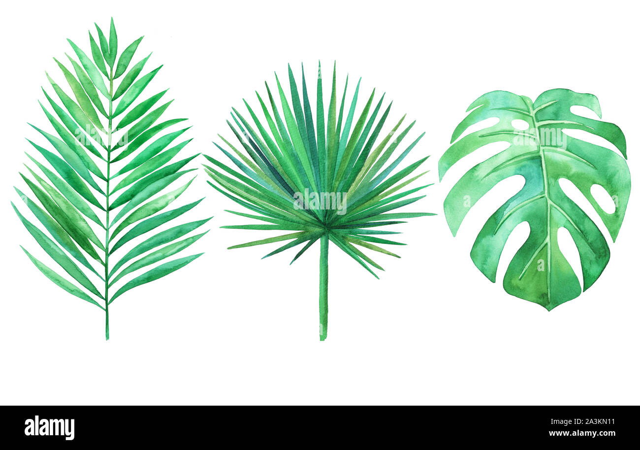 Watercolor set of Tropical leaves isolated elements on white background ...