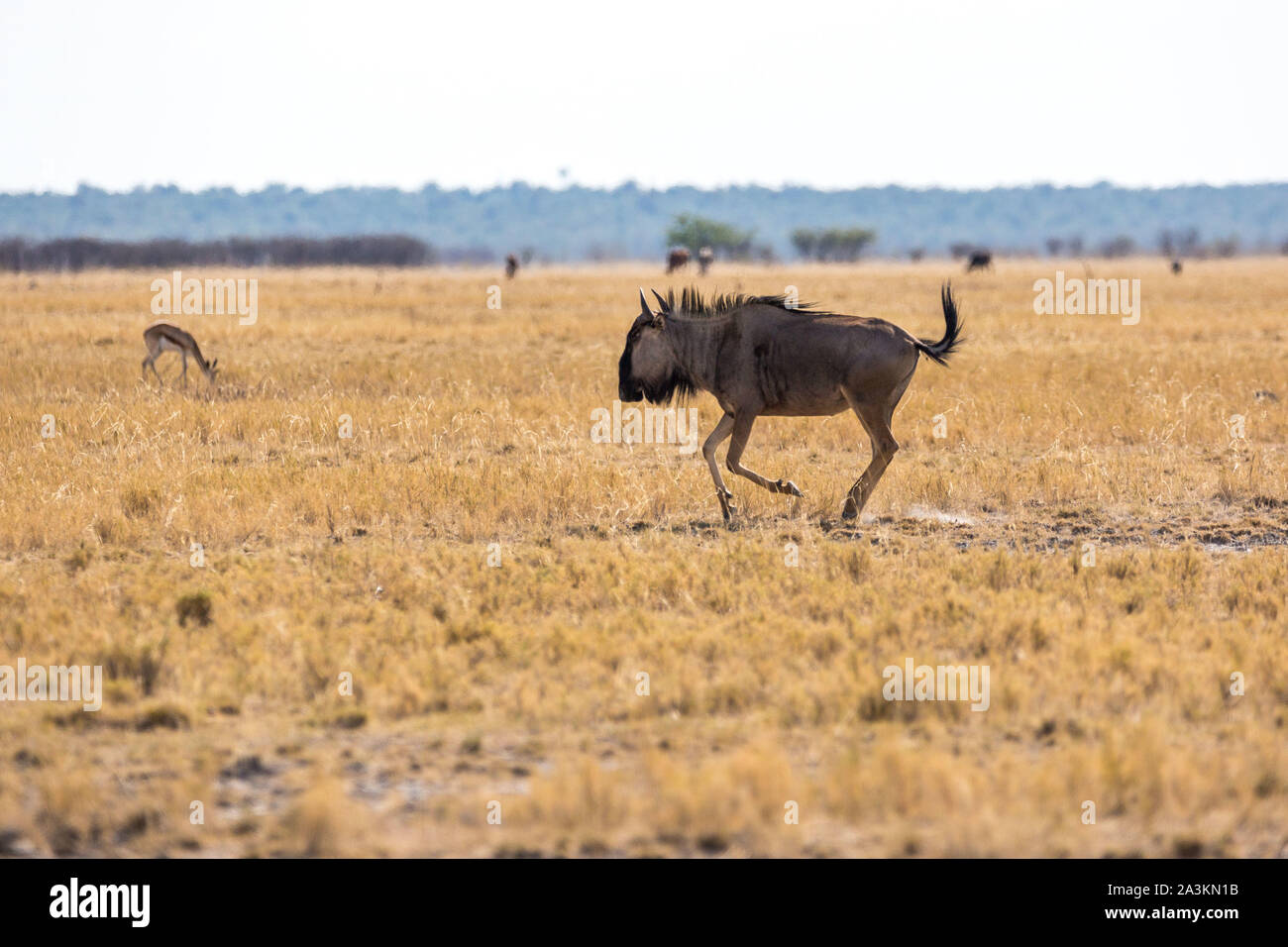 Gnu running hi-res stock photography and images - Alamy
