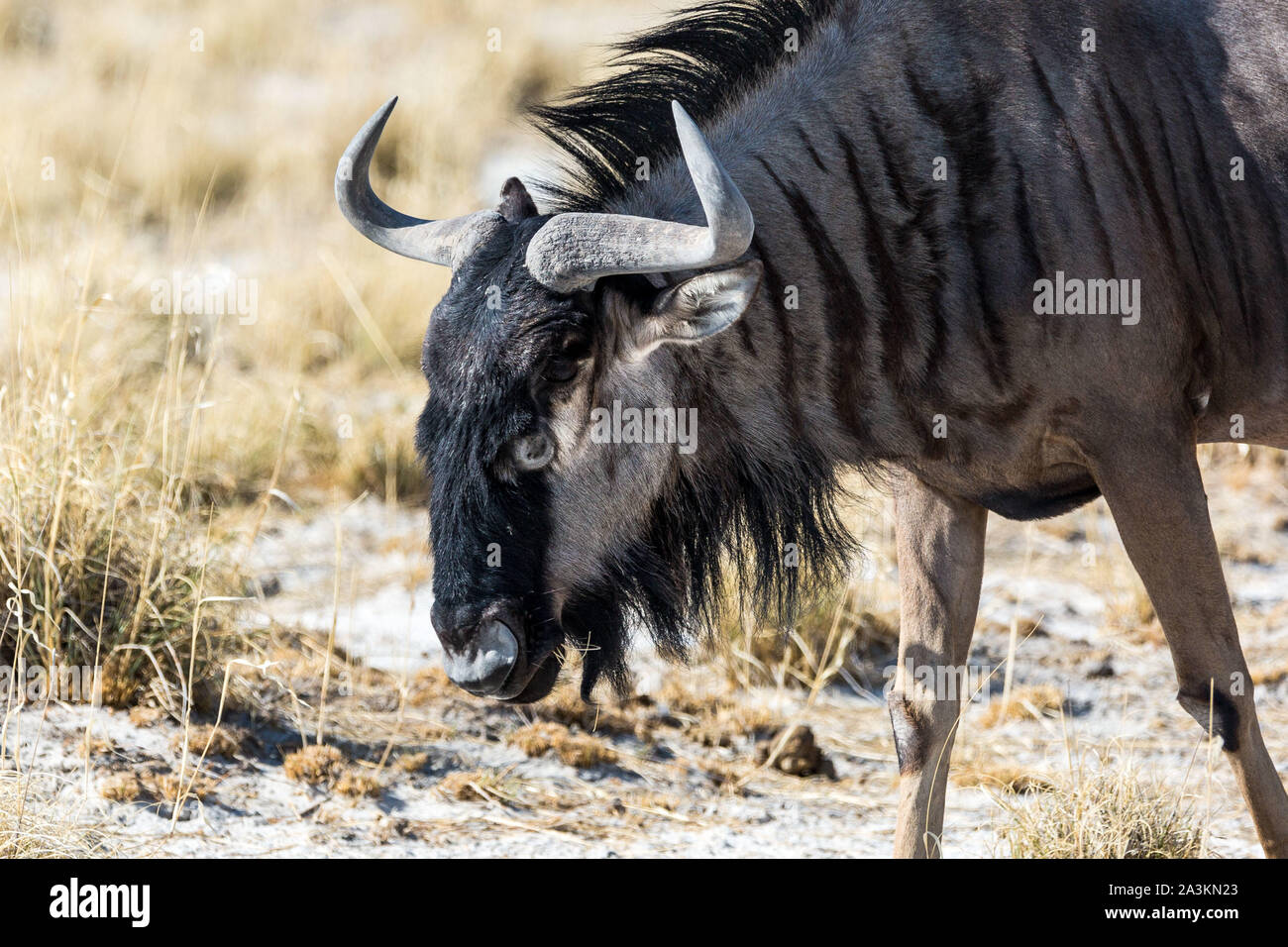 Antelope eye close up hi-res stock photography and images - Alamy
