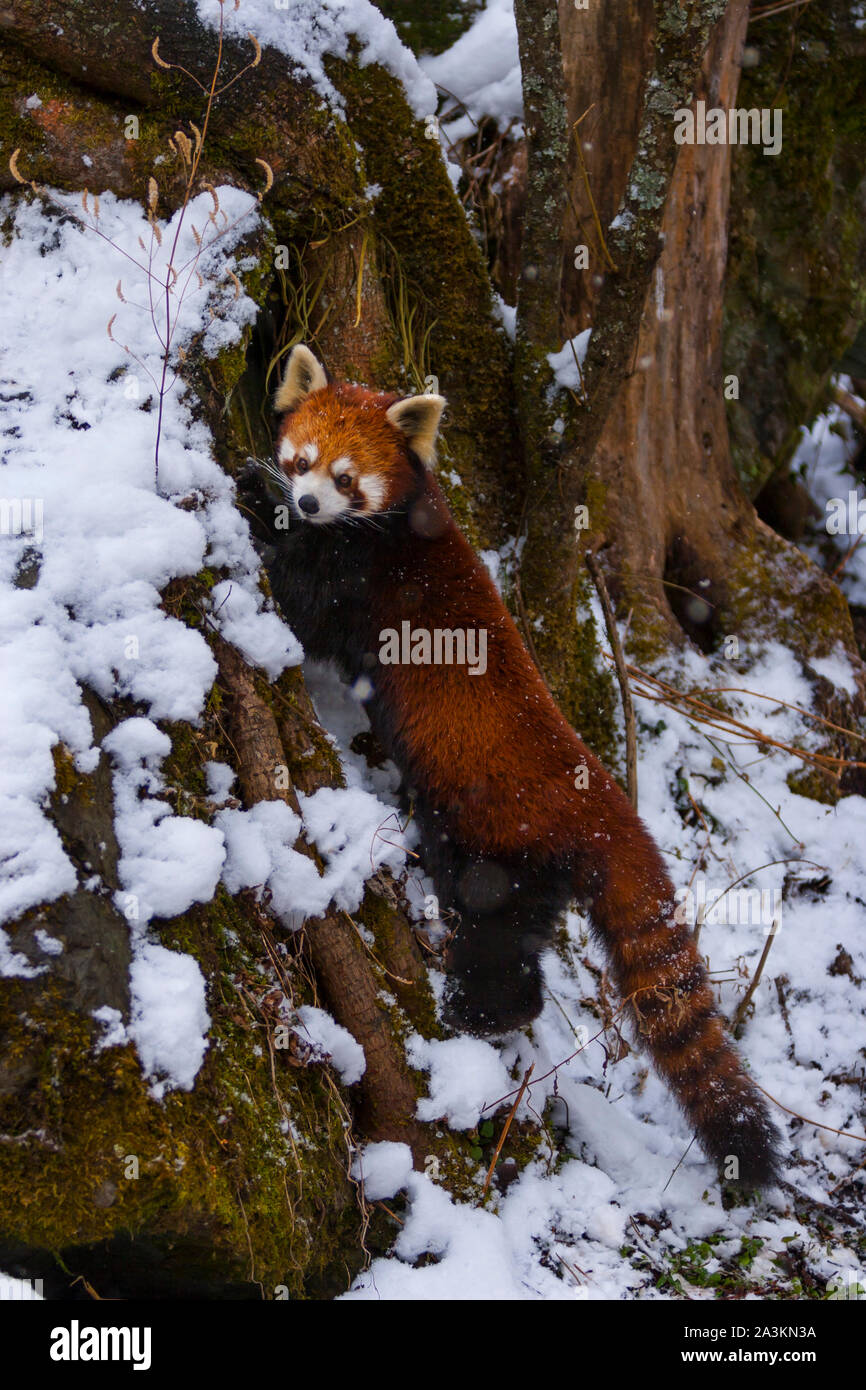 Red panda (Ailurus fulgens), also called lesser panda, red bear-cat ...