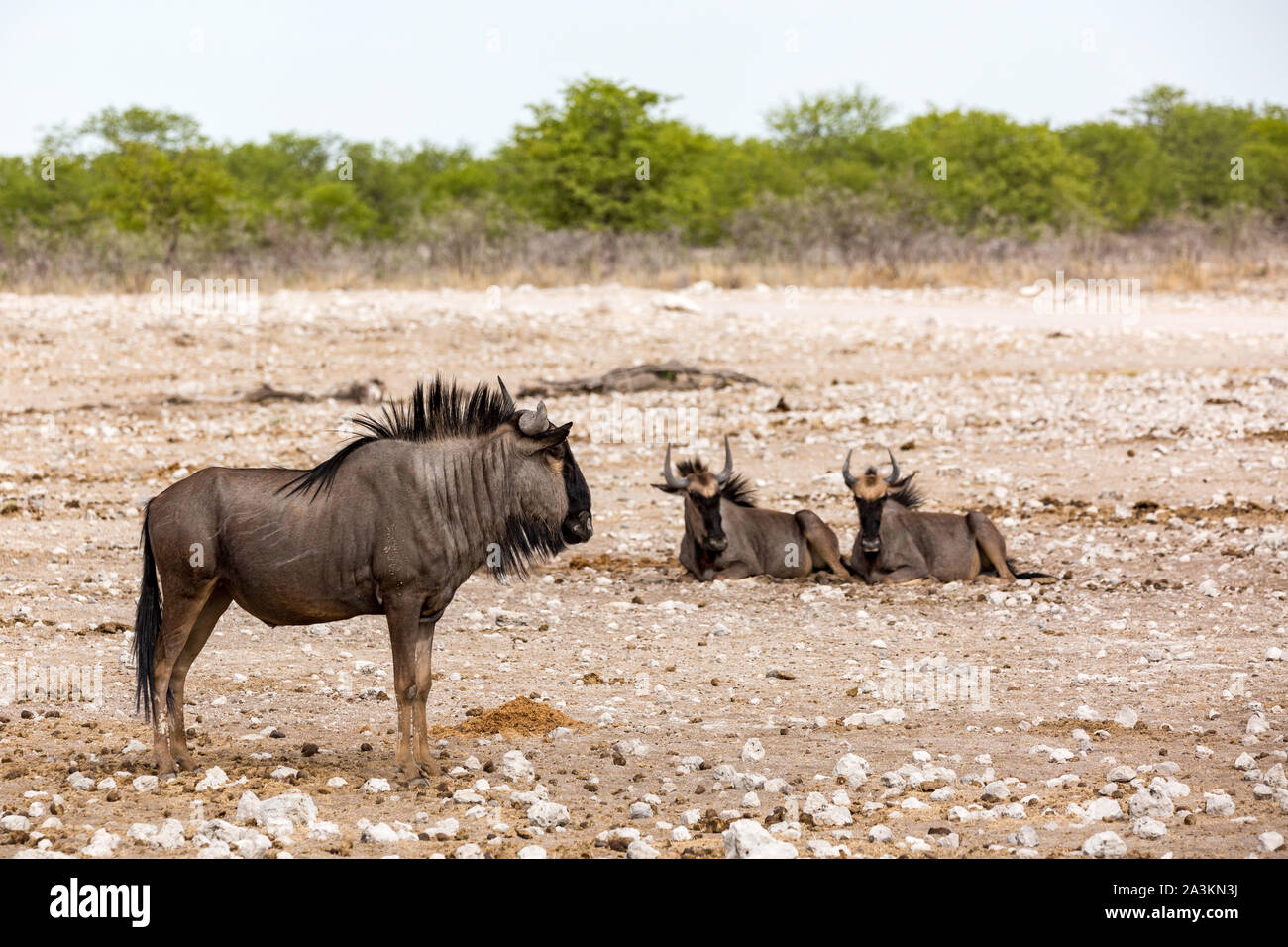 One standing gnu with scratches on his fur and two sitting gnus in the ...