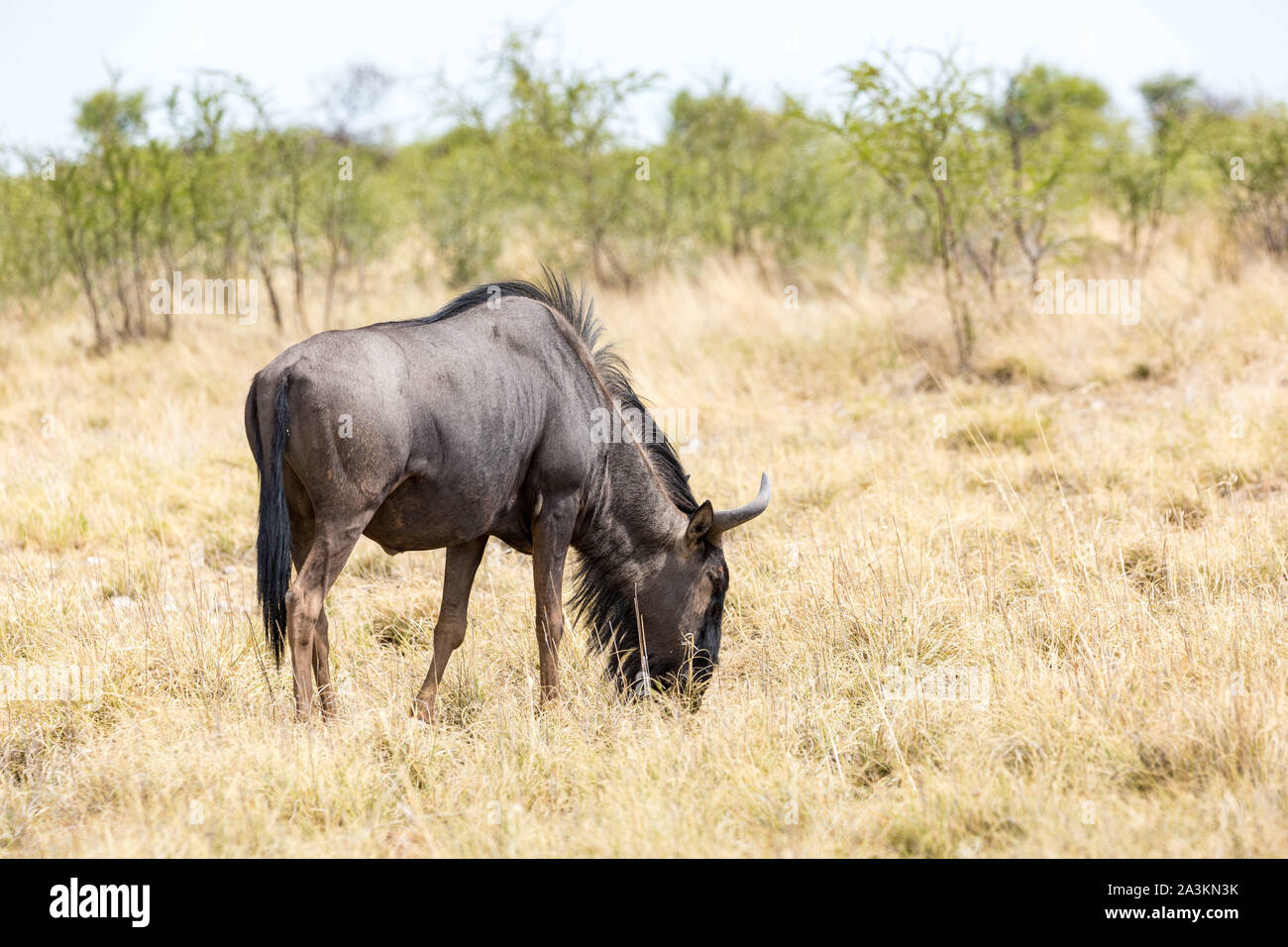 Blue wildebeest gnu etosha hi-res stock photography and images - Alamy