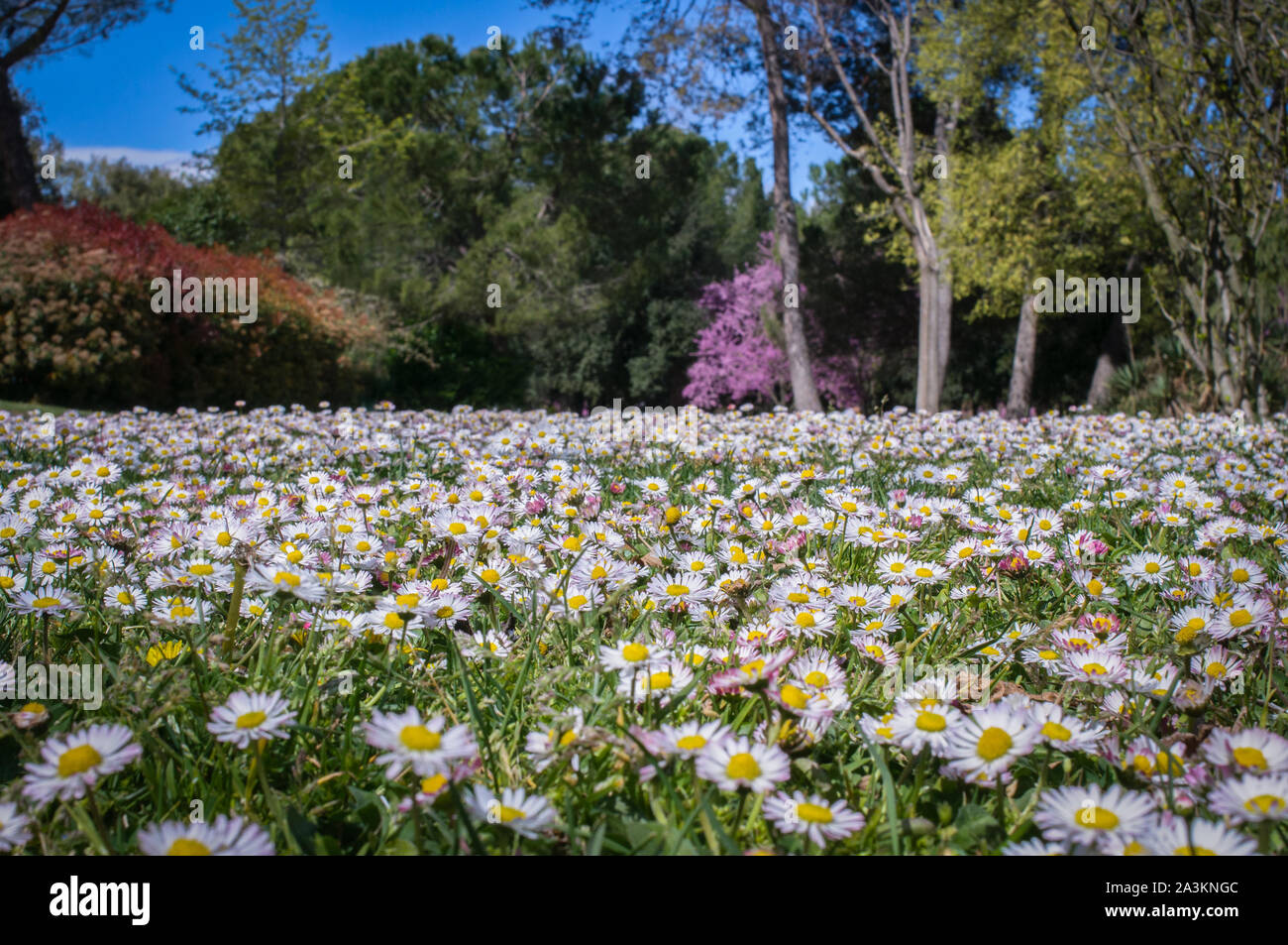 Yellow beautiful daisy flower hi-res stock photography and images - Alamy