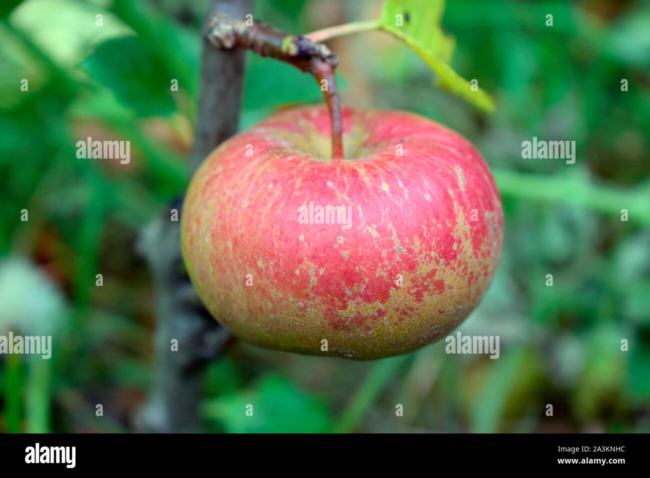 Allens everlasting hi-res stock photography and images - Alamy