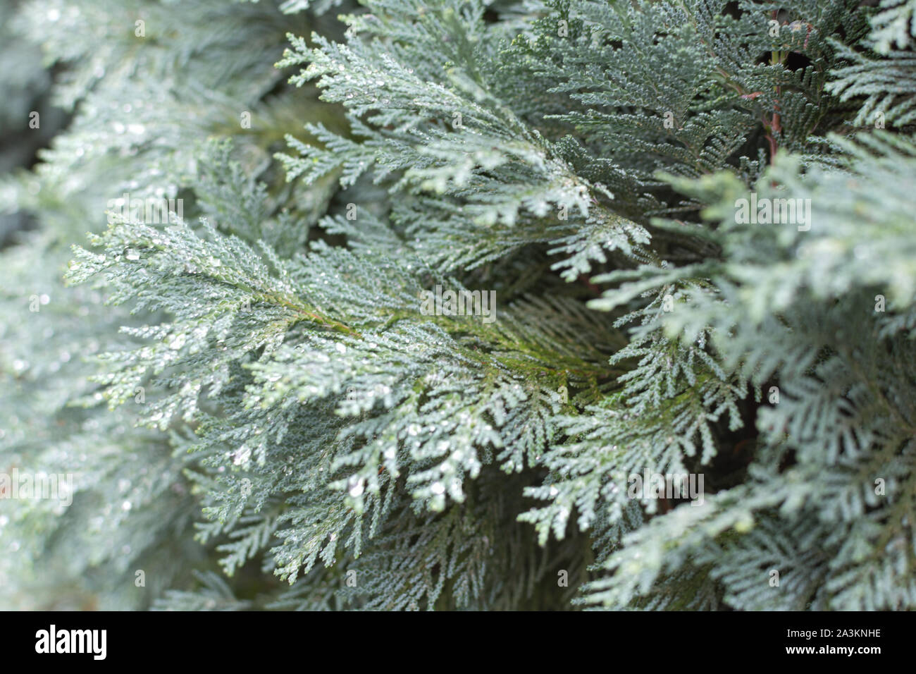 Blue-green branch of thuja. Blue fir background Stock Photo - Alamy