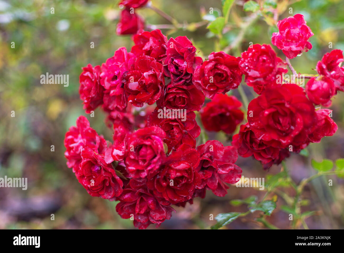 Rose bush branch with lots of pink roses in bloom closeup Stock Photo ...