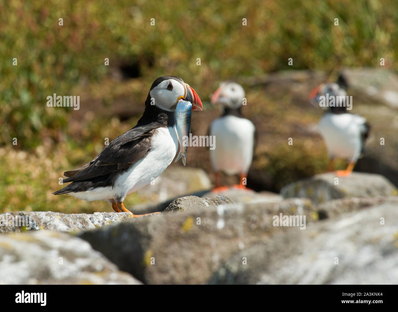 Atlantic Puffin (Fratercula arctica) on Isle of May, Fife, Scotland ...