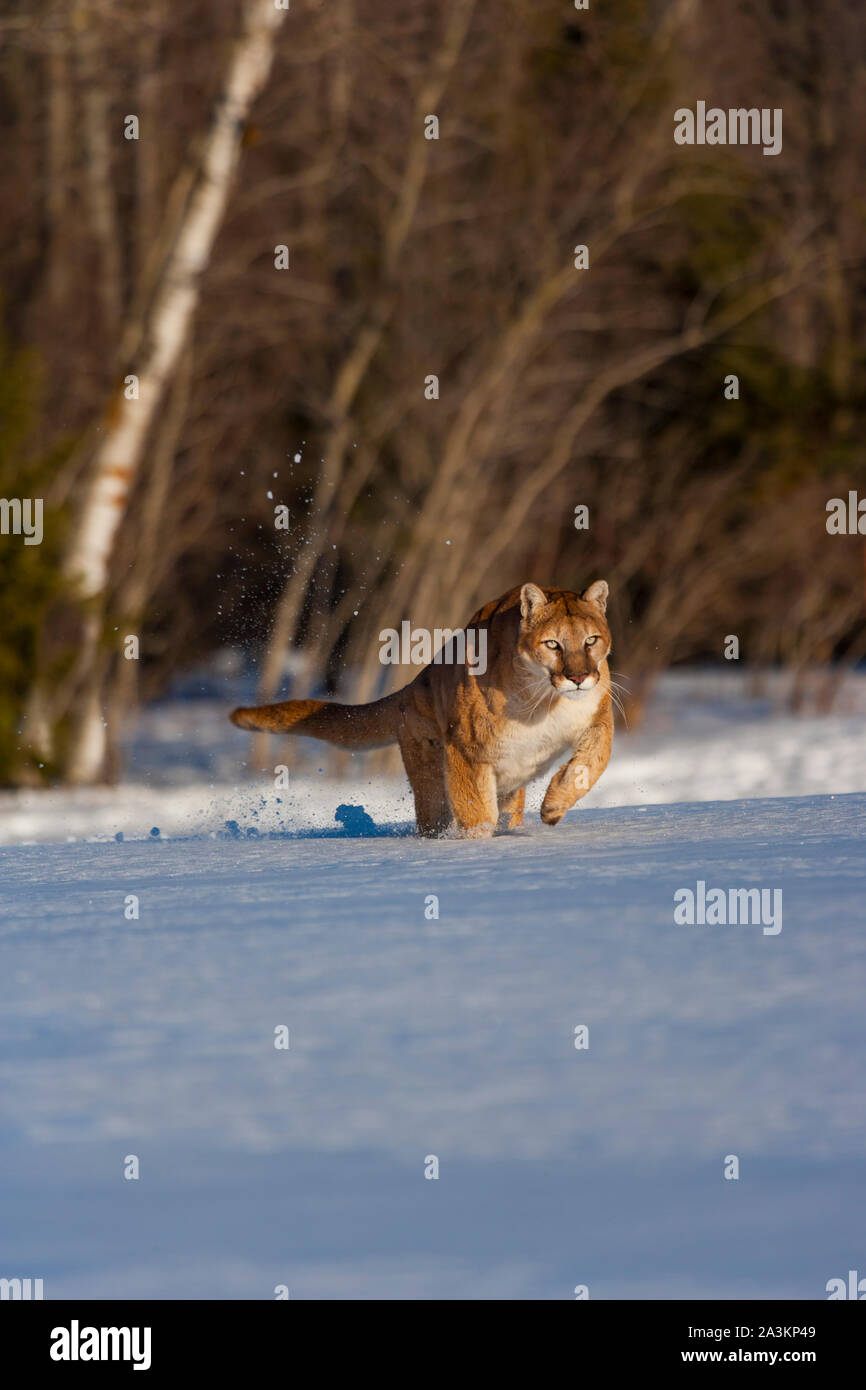 Cougar (Puma concolor), also commonly known as the mountain lion, puma ...