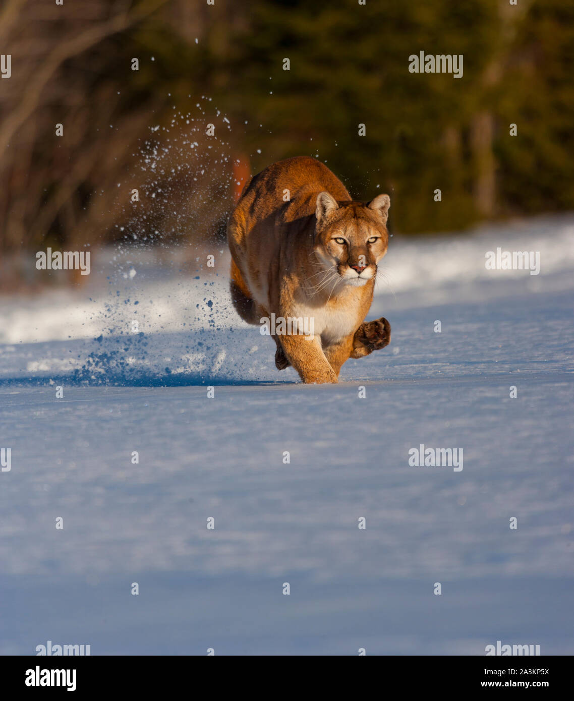 Cougar (Puma concolor), also commonly known as the mountain lion, puma ...