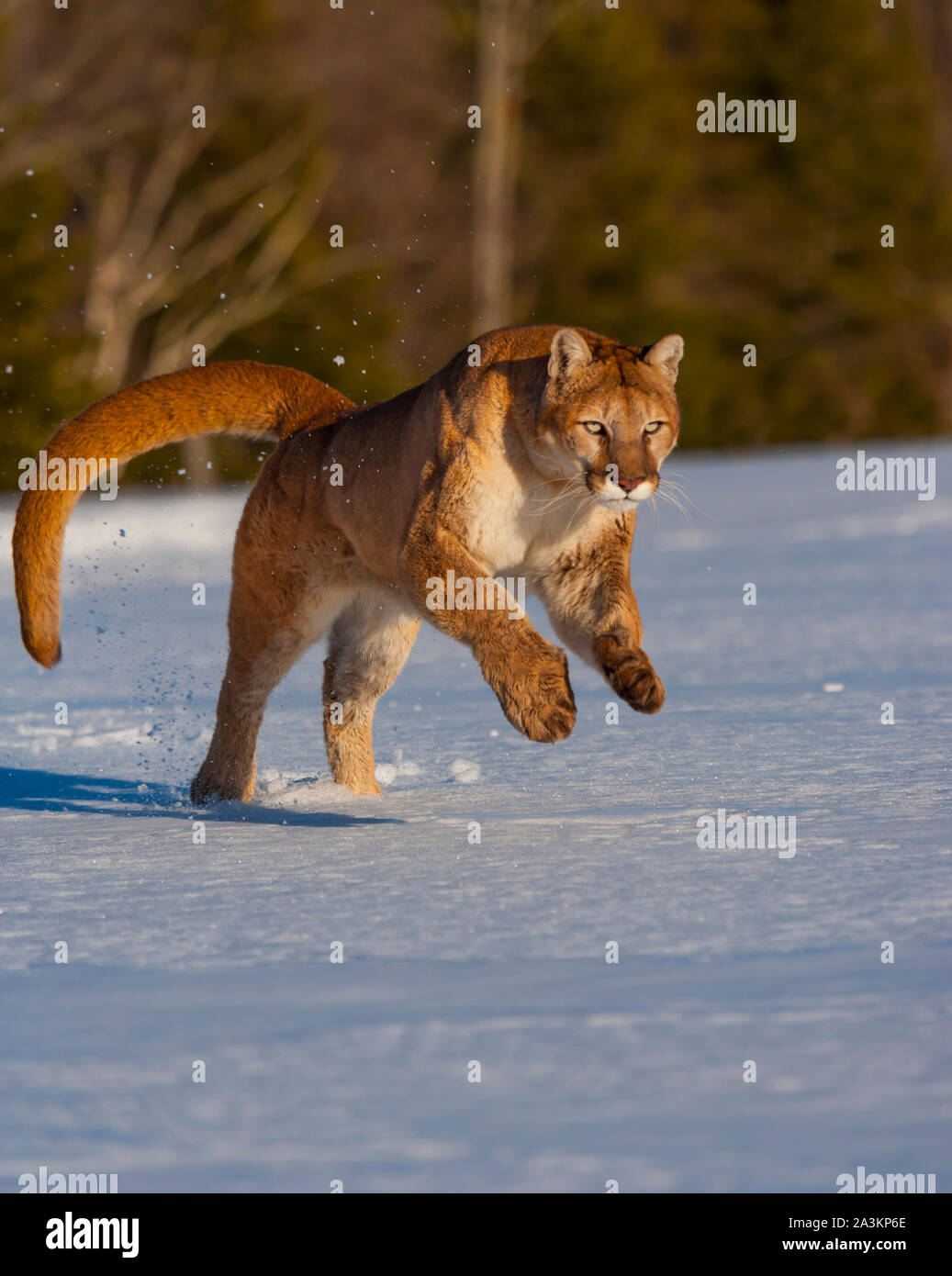 Cougar (Puma concolor), also commonly known as the mountain lion, puma ...