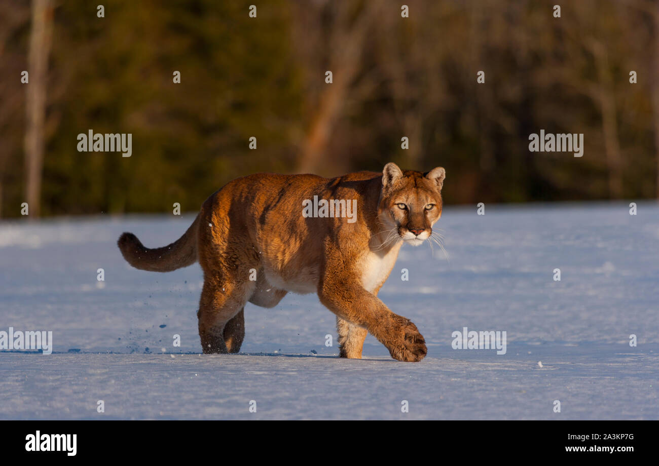 Cougar (Puma concolor), also commonly known as the mountain lion, puma ...