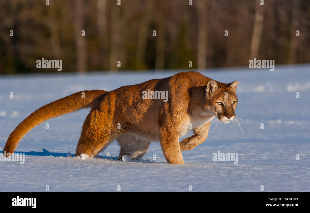 Cougar (Puma concolor), also commonly known as the mountain lion, puma ...