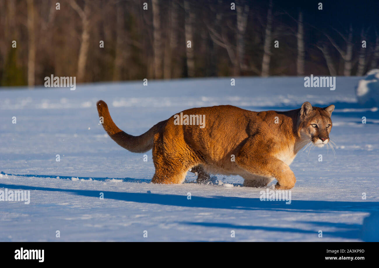 Cougar (Puma concolor), also commonly known as the mountain lion, puma ...