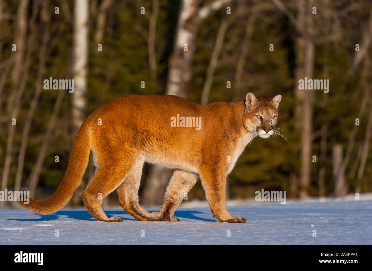 Cougar (Puma concolor), also commonly known as the mountain lion, puma ...