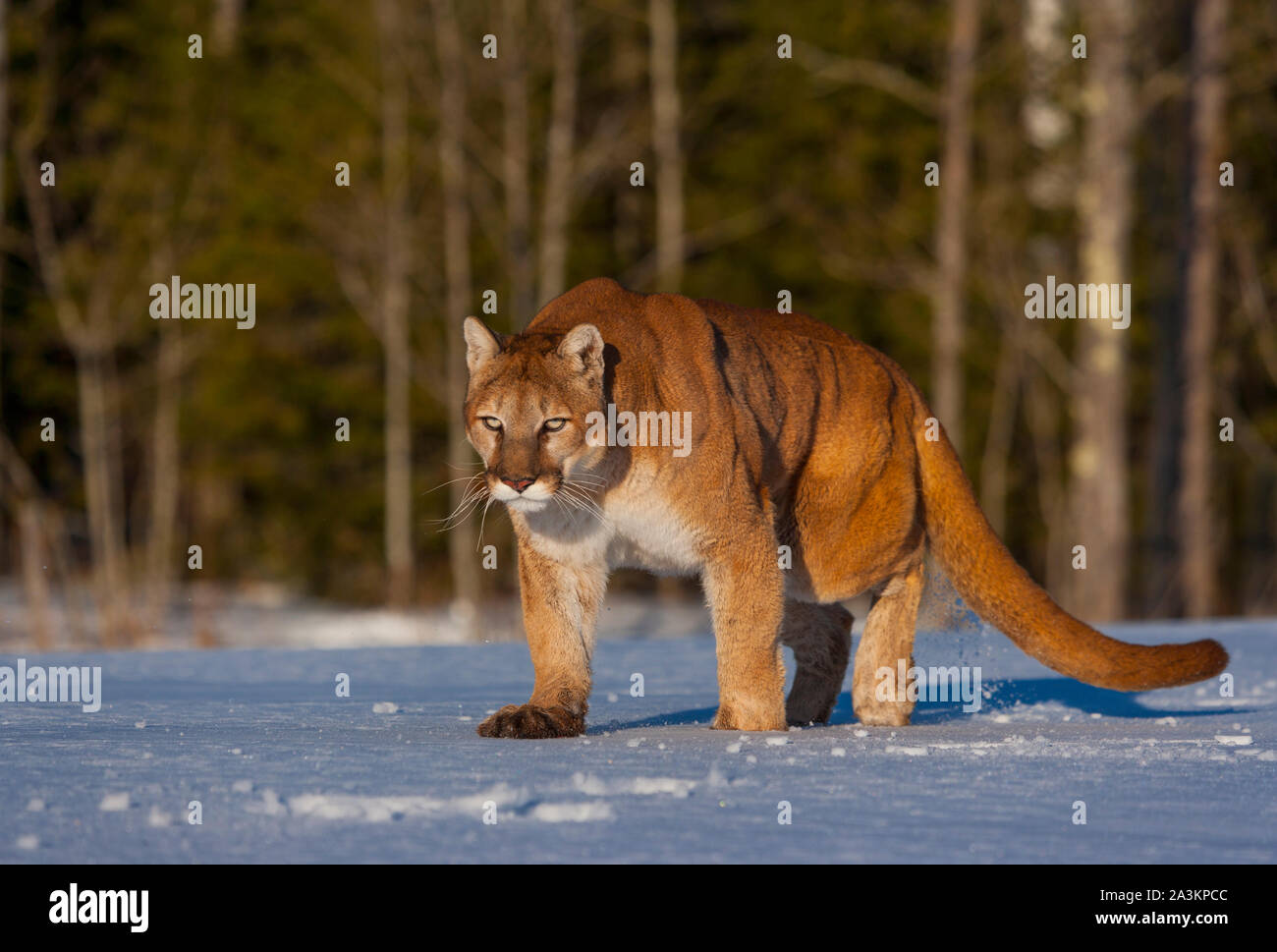 Cougar (Puma concolor), also commonly known as the mountain lion, puma ...