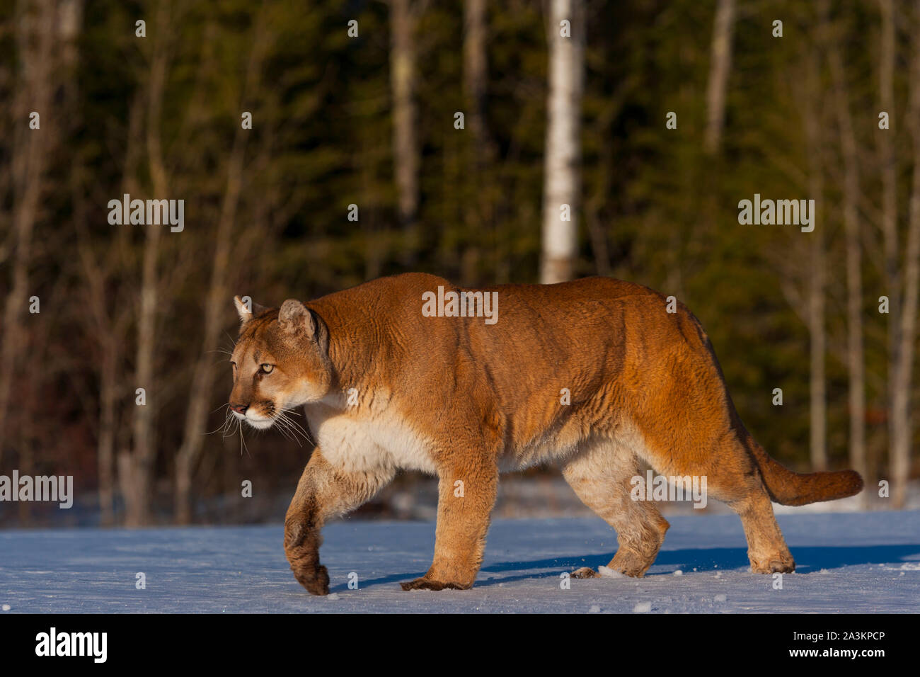 Cougar (Puma concolor), also commonly known as the mountain lion, puma ...