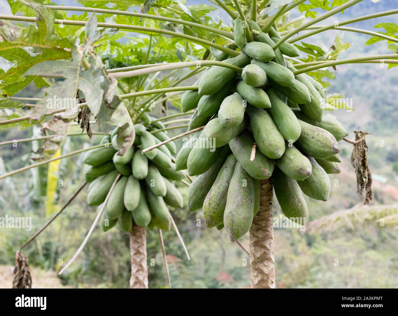 Papaya tree in the Malagasy rainforest, Africa Stock Photo - Alamy