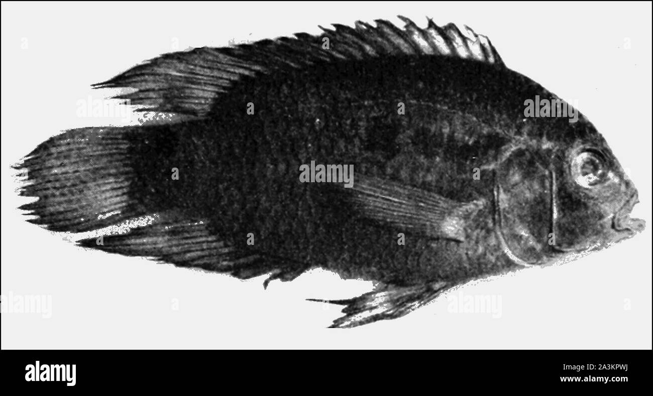 Cichlasoma bimaculatum of the cichlidae Stock Photo - Alamy