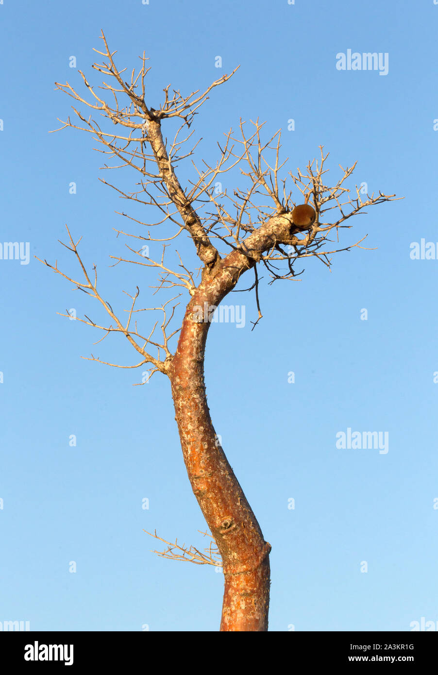 Baobab tree fruit hi-res stock photography and images - Alamy