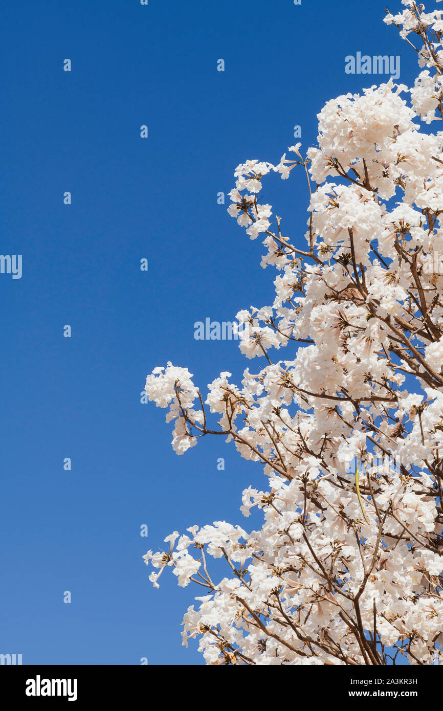 White trumpet tree hi-res stock photography and images - Alamy