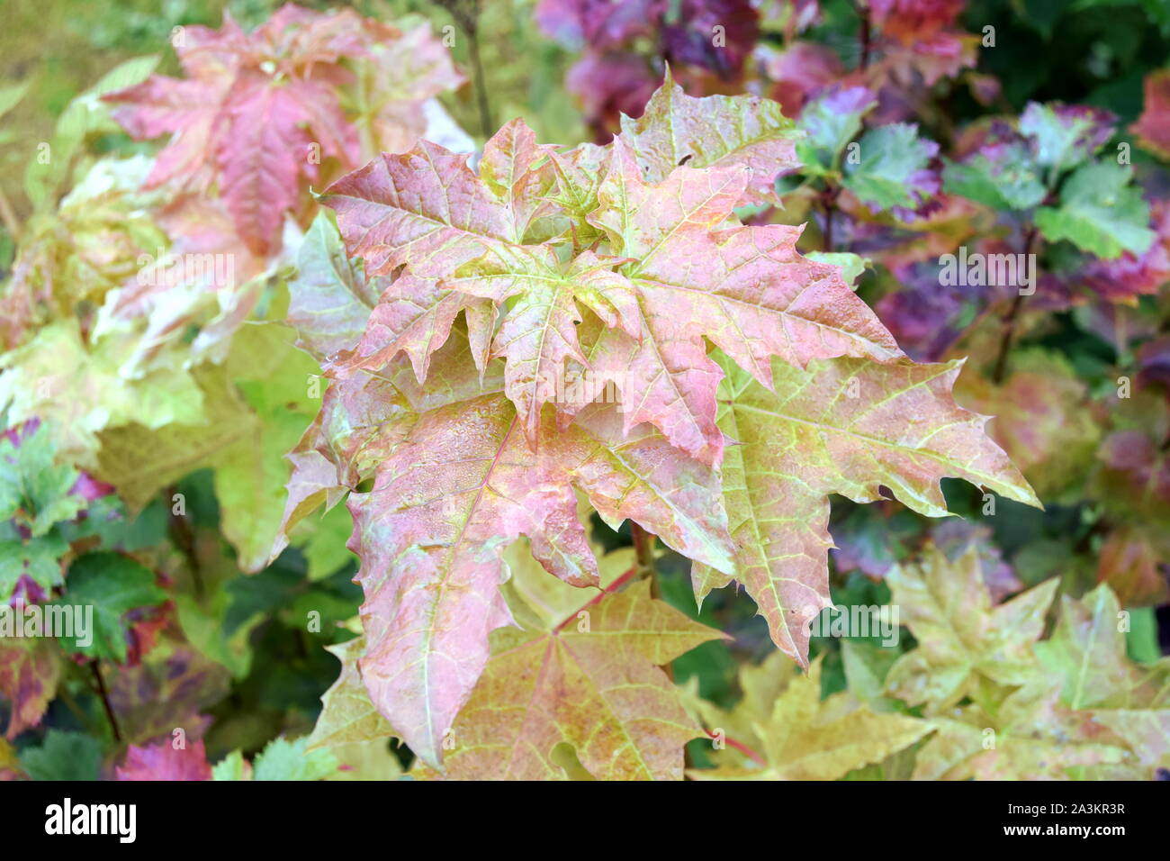 Colourful maple tree leaves Stock Photo - Alamy