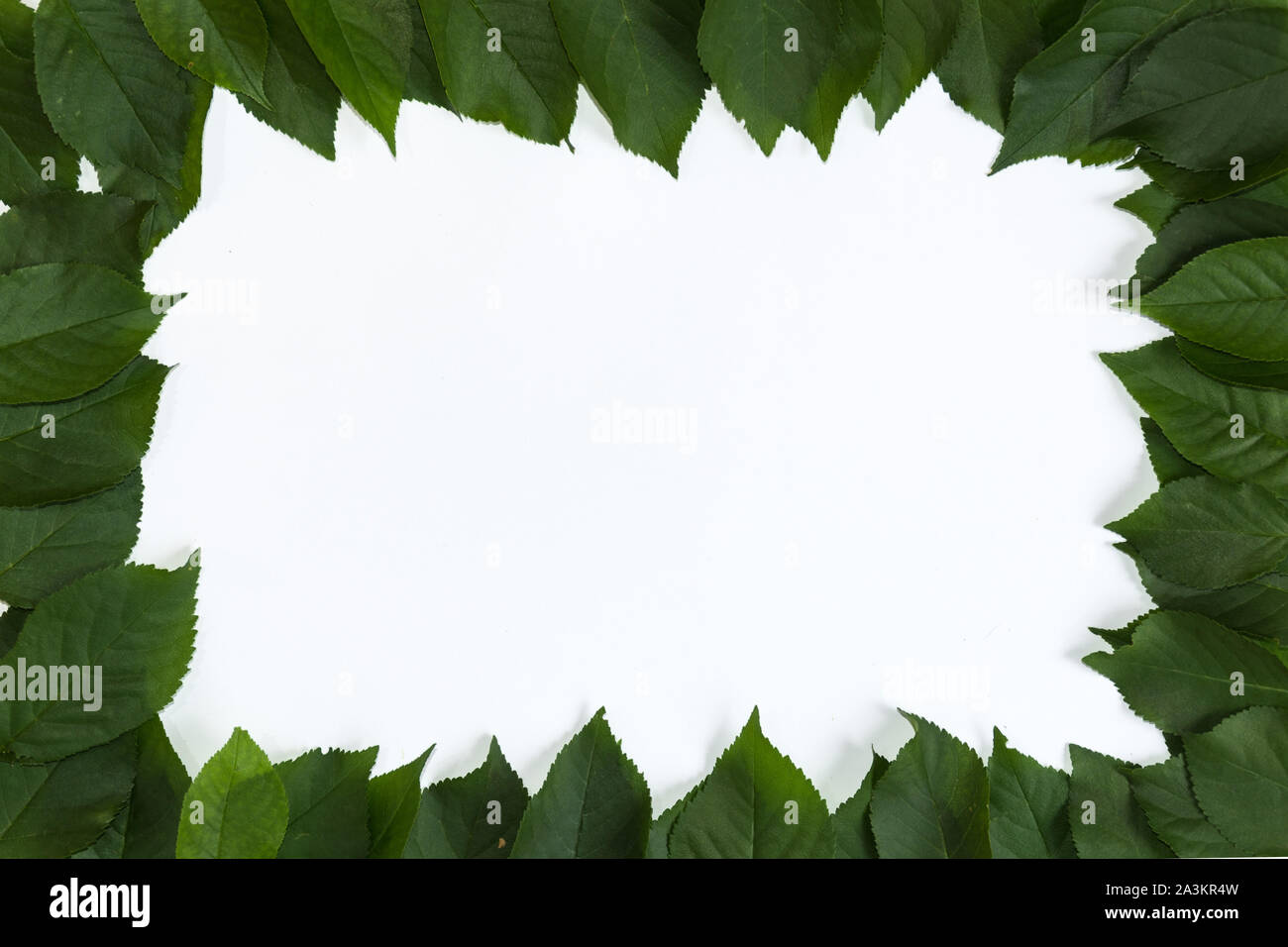 Blank for text. Leaf frame.Mockup for design. Natural floral background ...