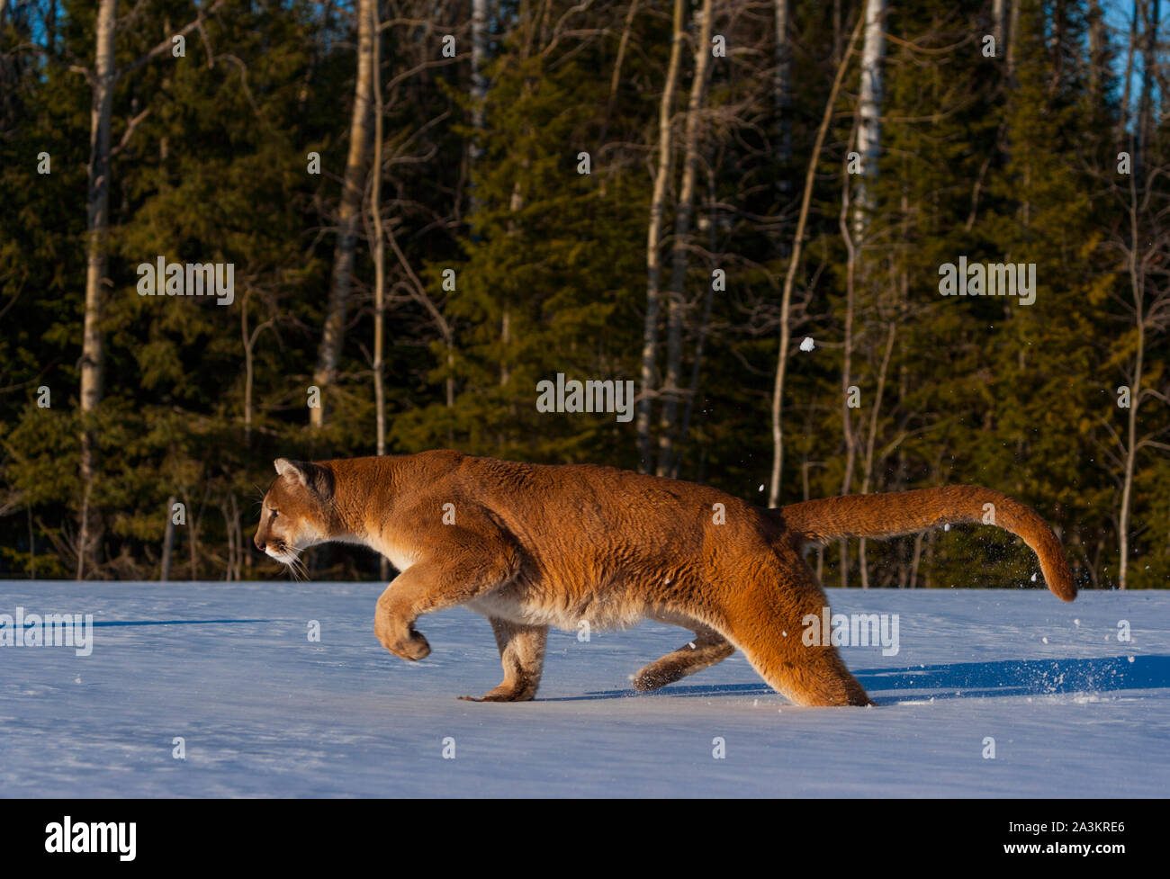 Cougar (Puma concolor), also commonly known as the mountain lion, puma ...