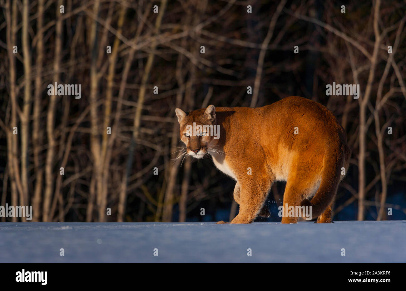 Cougar (Puma concolor), also commonly known as the mountain lion, puma ...