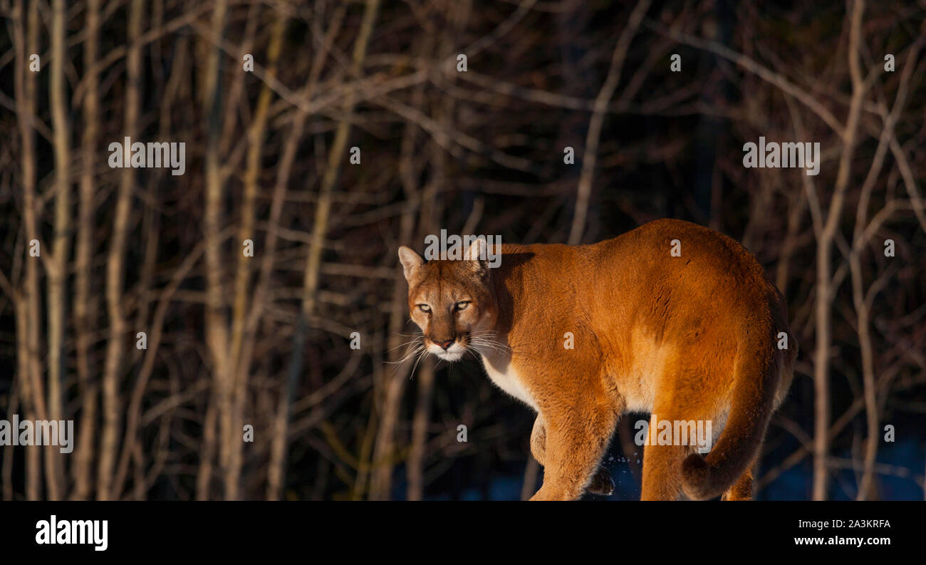 Cougar (Puma concolor), also commonly known as the mountain lion, puma ...