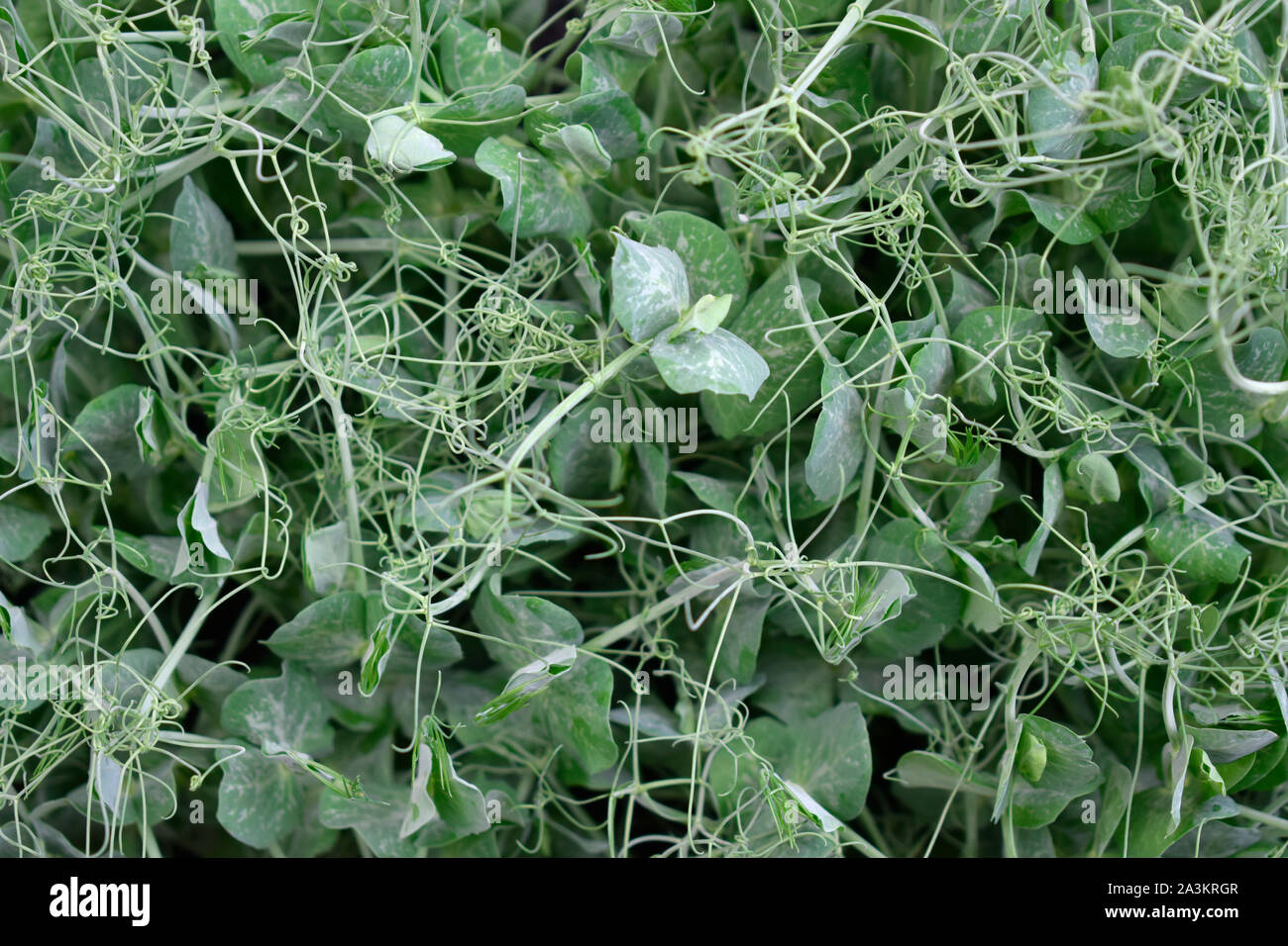Pea shoots greens hi-res stock photography and images - Alamy
