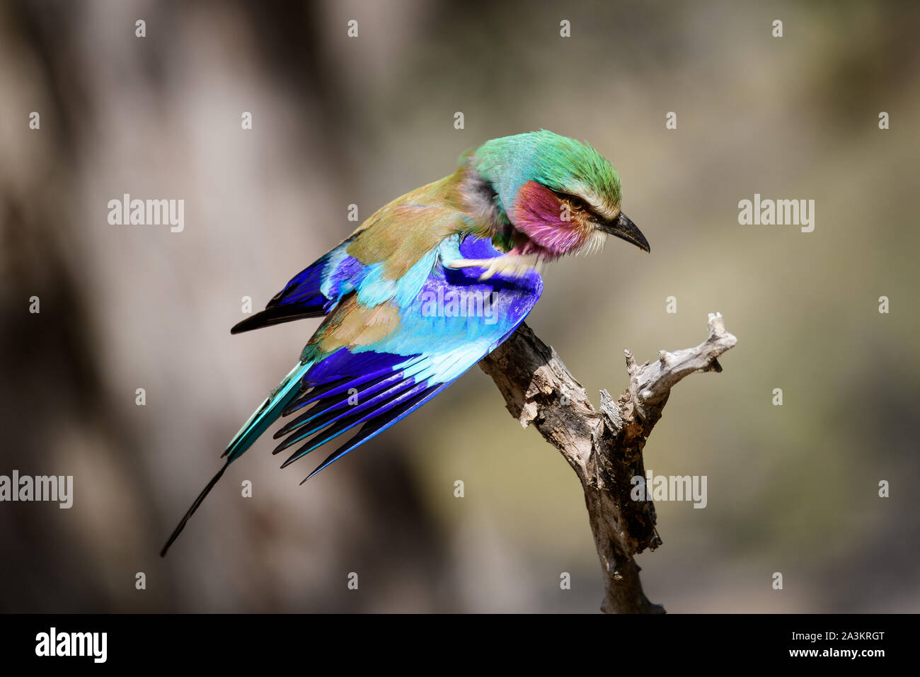 Roller birds hi-res stock photography and images - Alamy
