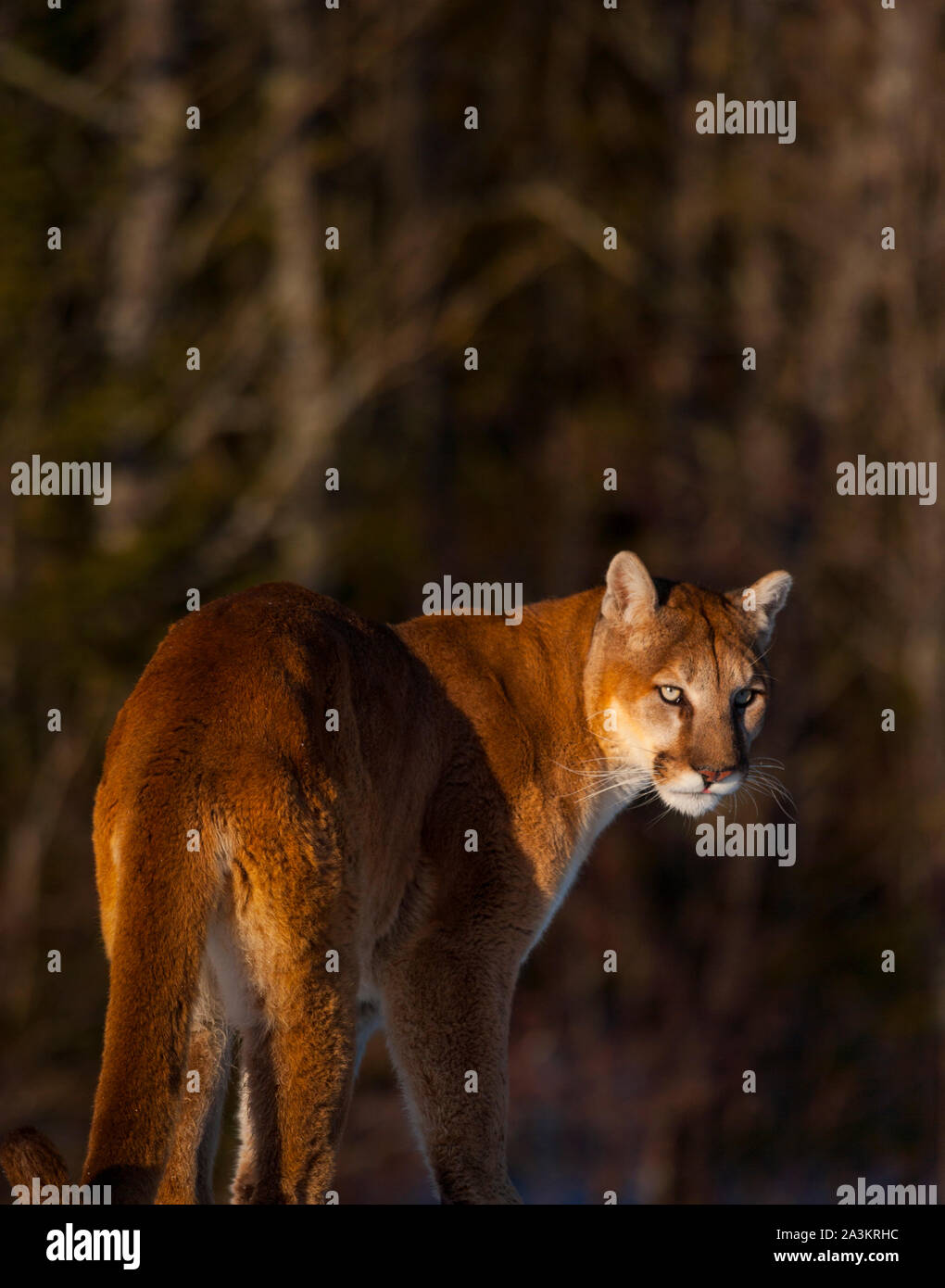 Cougar (Puma concolor), also commonly known as the mountain lion, puma ...