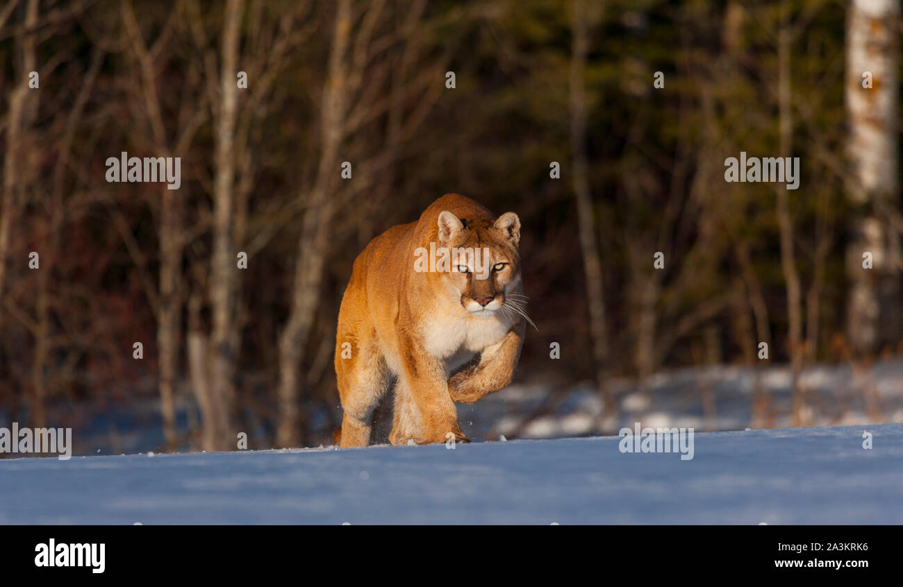 Cougar (Puma concolor), also commonly known as the mountain lion, puma ...