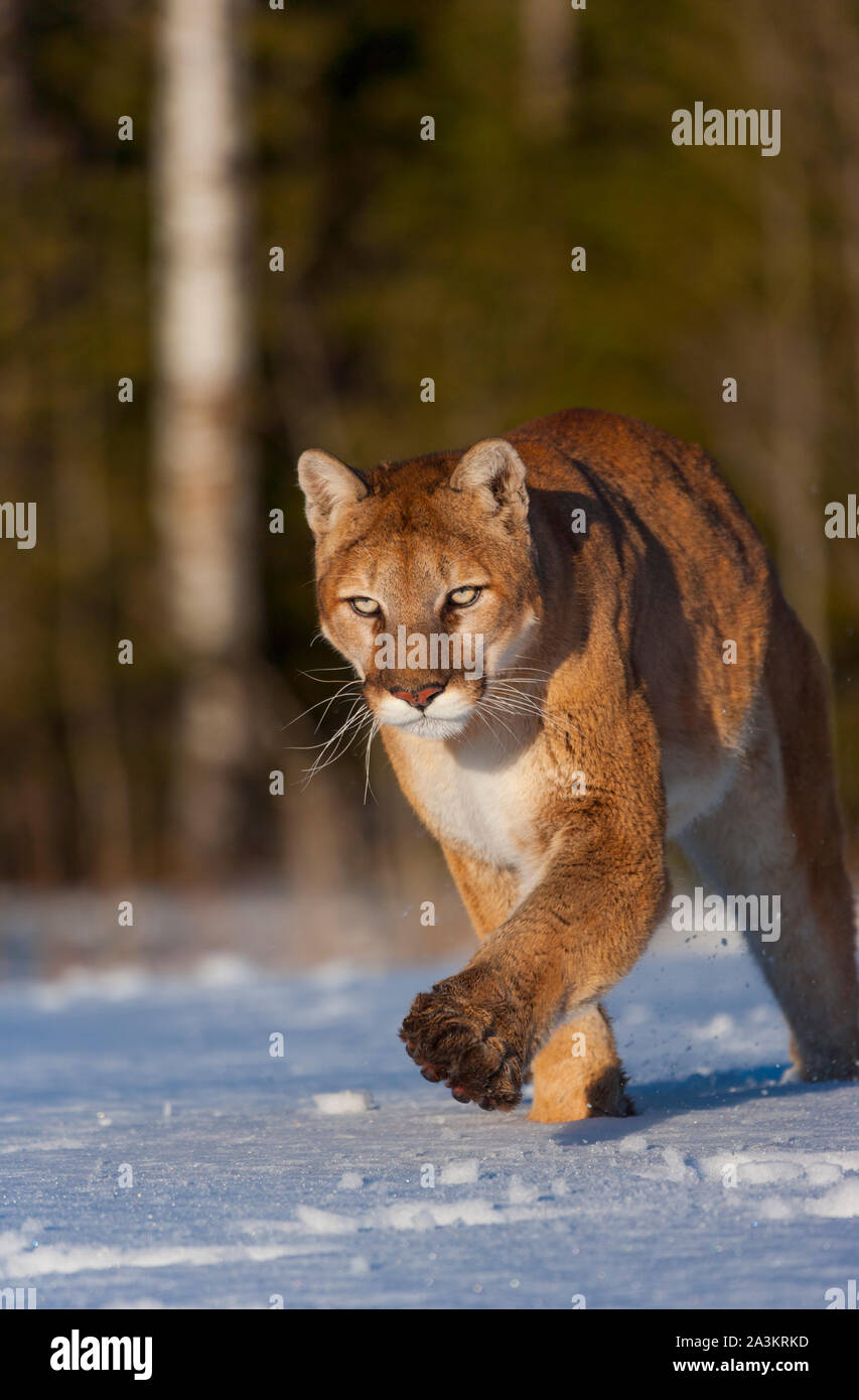 Cougar (Puma concolor), also commonly known as the mountain lion, puma ...