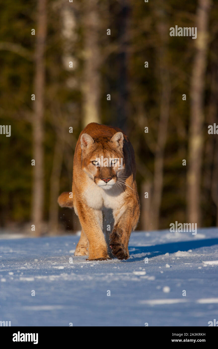 Cougar (Puma concolor), also commonly known as the mountain lion, puma ...