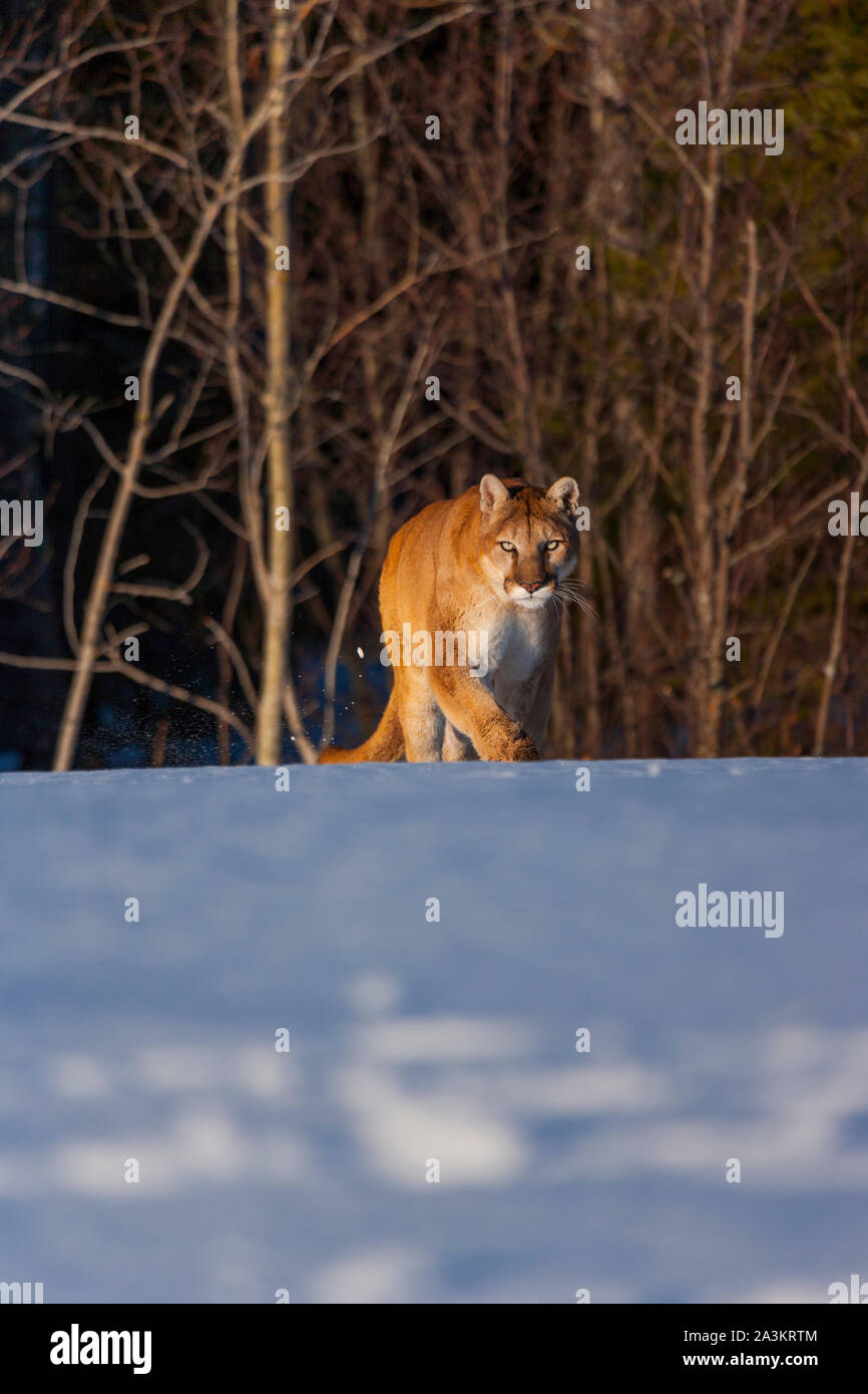 Cougar (Puma concolor), also commonly known as the mountain lion, puma ...
