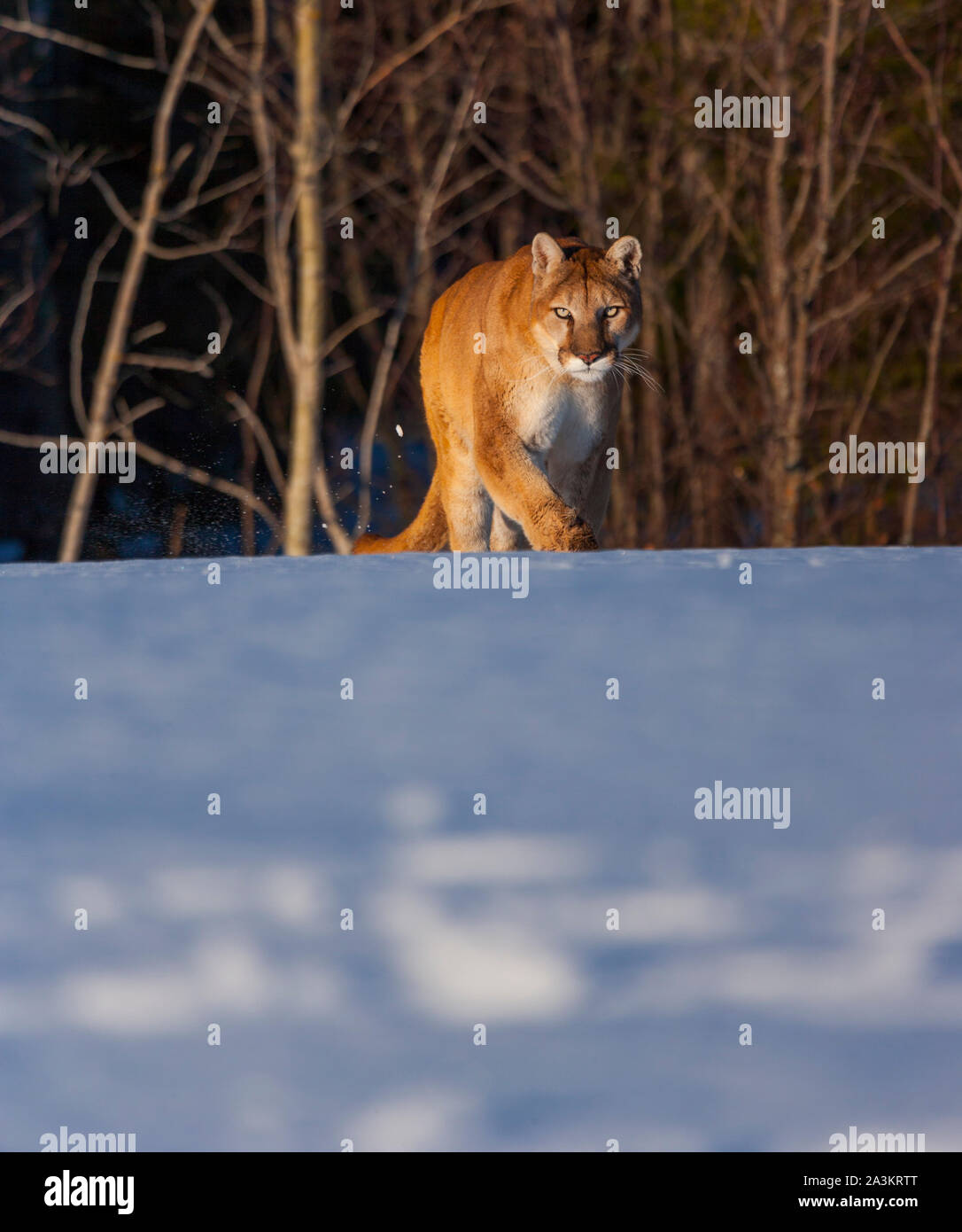 Cougar (Puma concolor), also commonly known as the mountain lion, puma ...