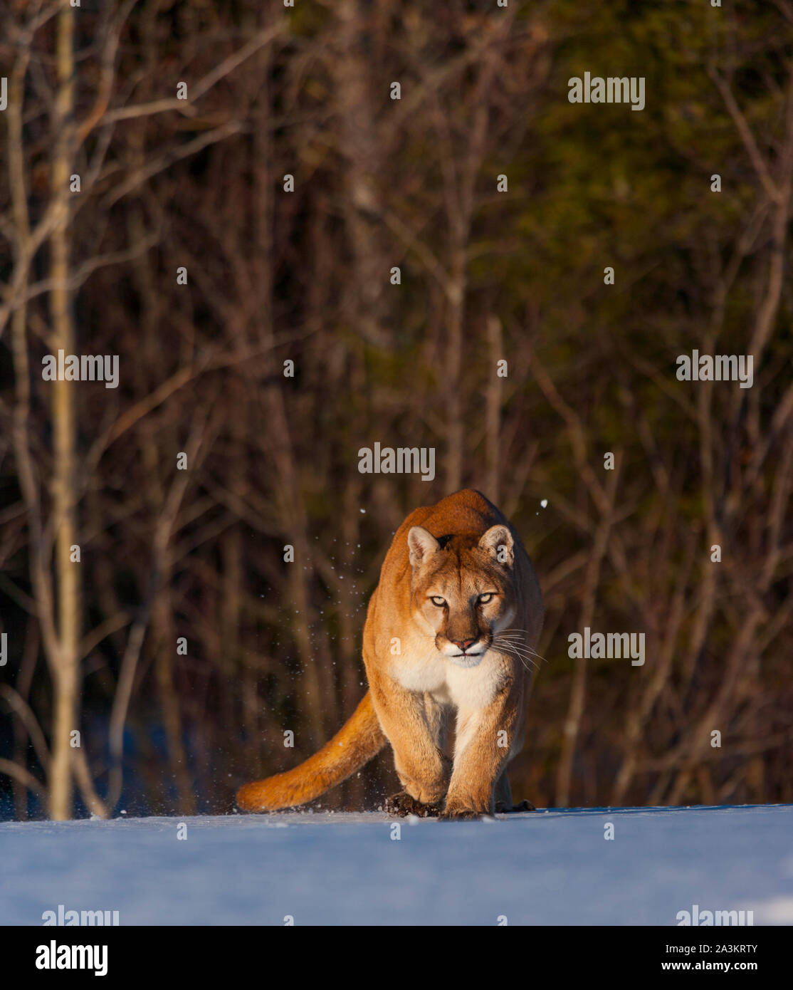Cougar (Puma concolor), also commonly known as the mountain lion, puma ...