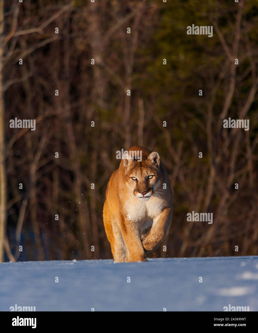 Cougar (Puma concolor), also commonly known as the mountain lion, puma ...
