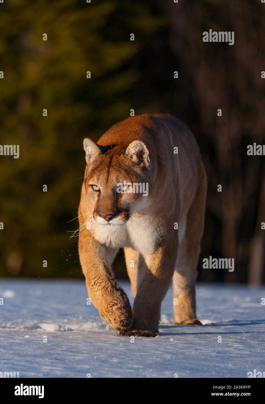 Cougar (Puma concolor), also commonly known as the mountain lion, puma ...
