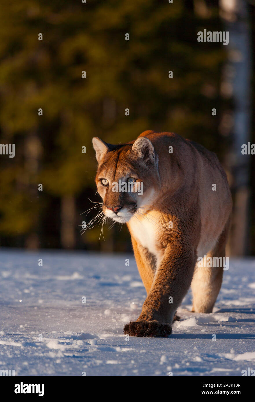 Cougar (Puma concolor), also commonly known as the mountain lion, puma ...