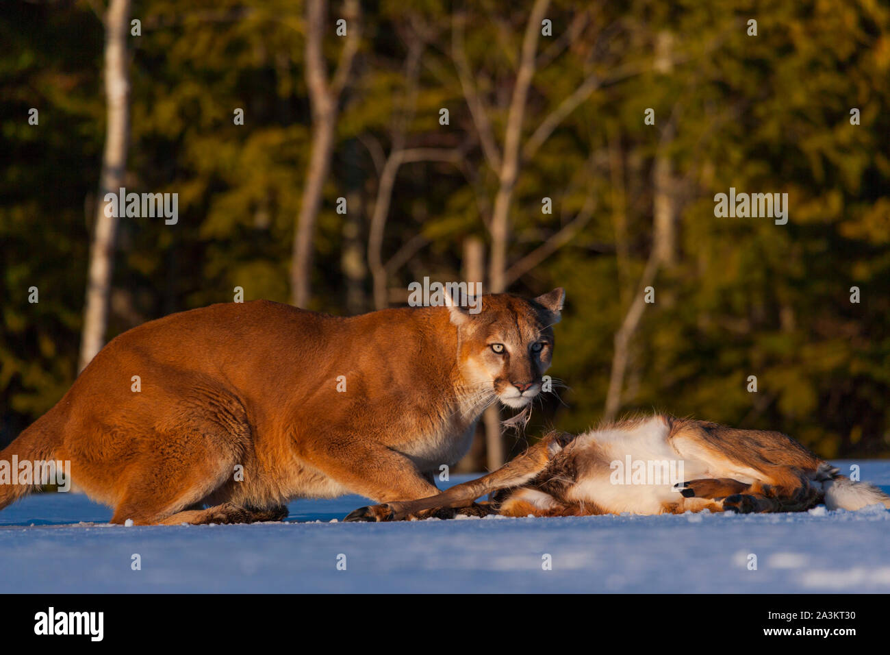 Cougar (Puma concolor), also commonly known as the mountain lion, puma ...