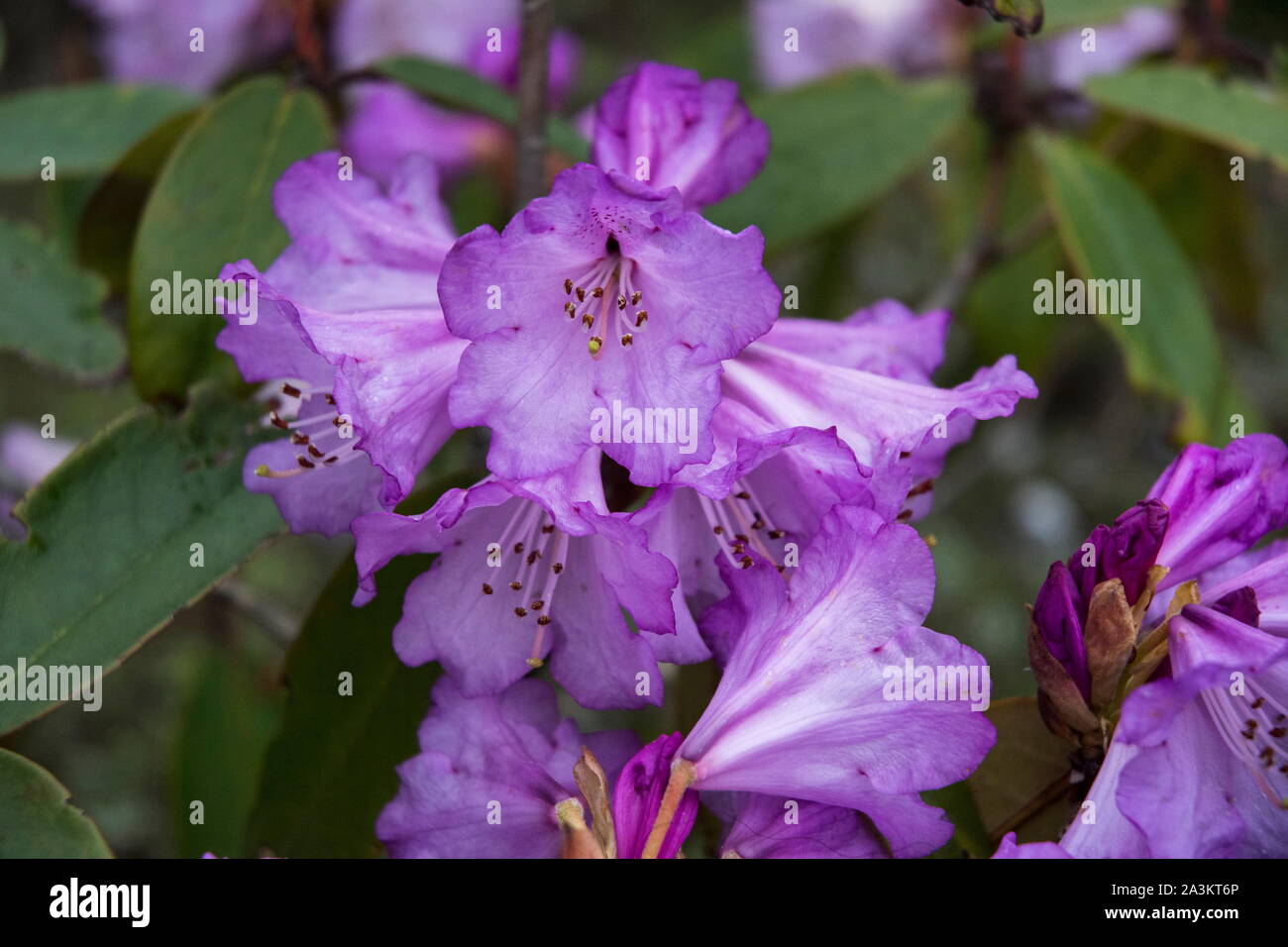 Beautiful flower india sikkim flower hi-res stock photography and ...