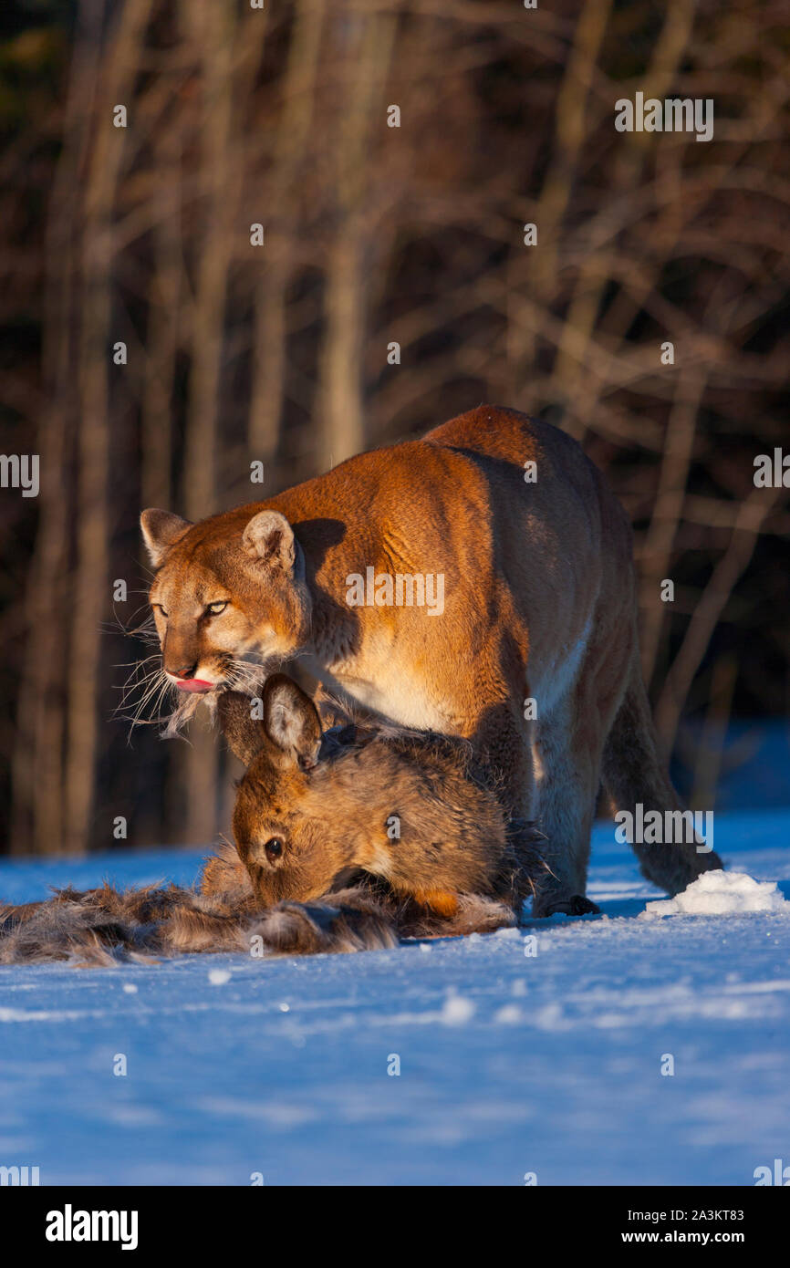 Cougar (Puma concolor), also commonly known as the mountain lion, puma ...