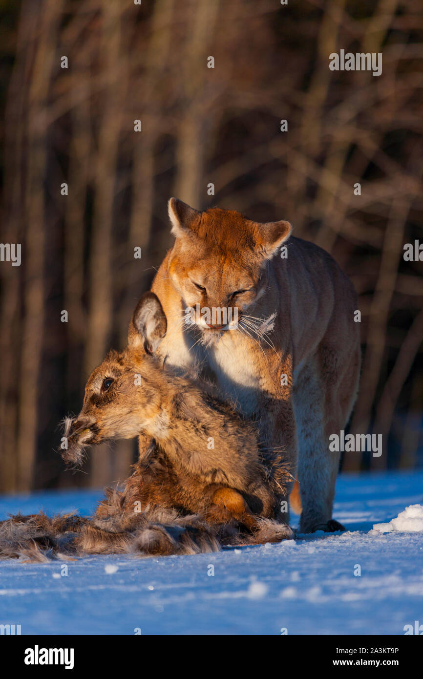 Cougar (Puma concolor), also commonly known as the mountain lion, puma ...